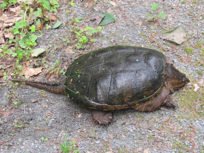 Biking Pennsylvania’s Pine Creek Rail Trail: 62 Miles of Adventure