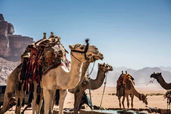 Exploring the Desert Wilderness of Wadi Rum, Jordan