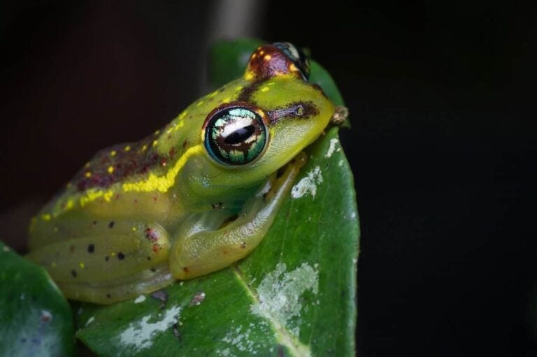 Andasibe-Mantadia National Park: A Haven for Endangered Species in ...