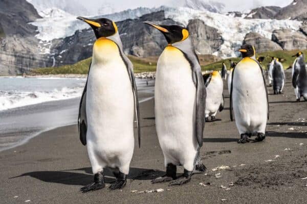 25 Animals that Live in the World's Harshest Climates & Most Dangerous ...