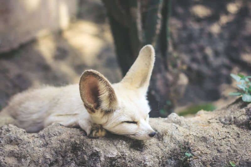 25 Animals that Live in the World's Harshest Climates & Most Dangerous ...