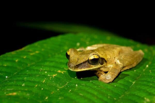 25 Fun Facts About the Amazon Rainforest!