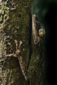 10 Unique Animals & Plants You'll See in Masoala National Park, Madagascar